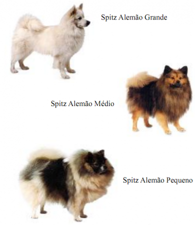 Spitz Alemão :: Canil Joselina Cães & Cia
